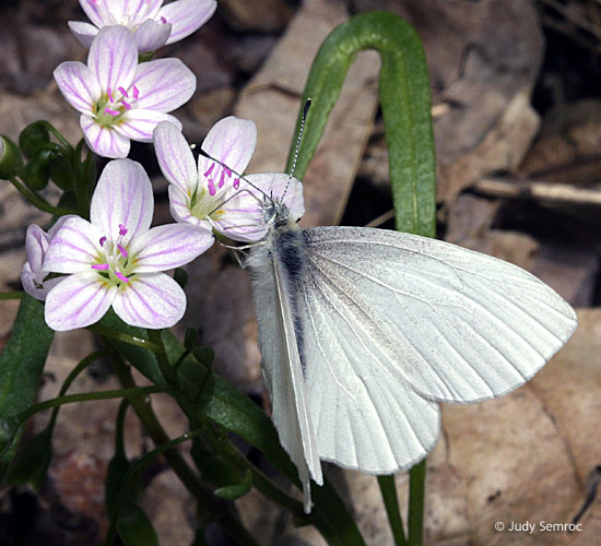 West Virginia White Butterfly - LEAP for Biodiversity